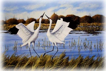 Why The Whooper - Saskatchewan Wildlife Federation