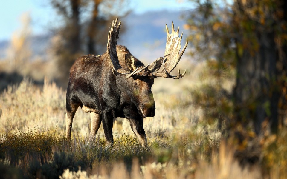 Home - Saskatchewan Wildlife Federation
