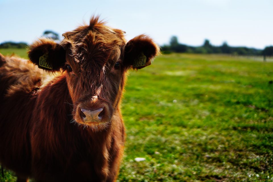 5 Things To Do on Flat Land - Saskatchewan Wildlife Federation